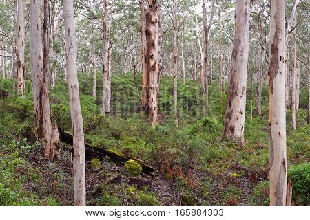 Karri Forest South Image & Photo (Free Trial) | Bigstock