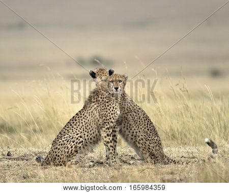 Two Adult Cheetahs Image & Photo (Free Trial) | Bigstock