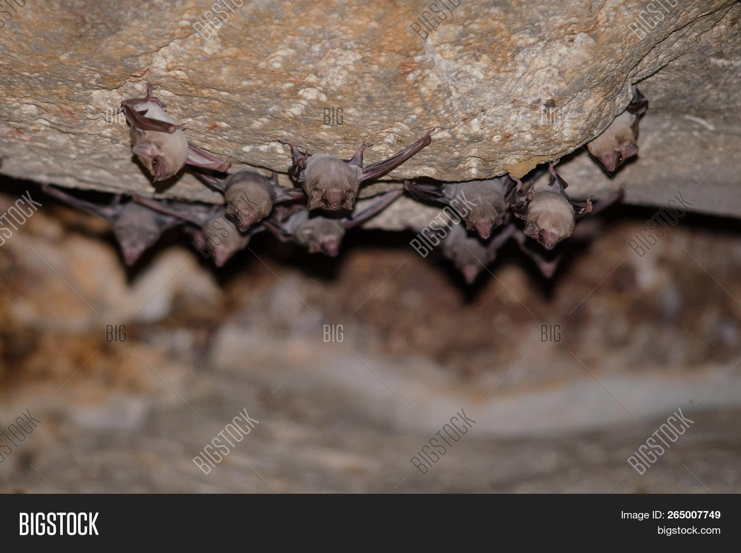 Bat Mammal Call " Image & Photo (Free Trial) | Bigstock