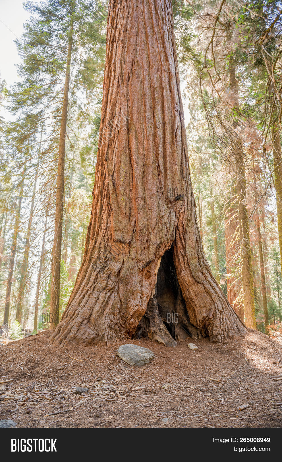 Trunk Giant Sequoia Image & Photo (Free Trial) | Bigstock