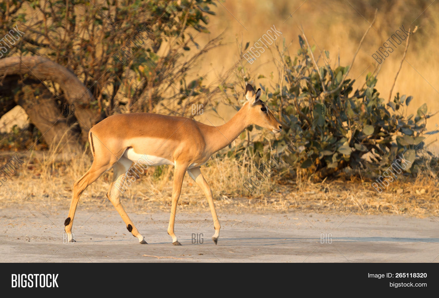 Common Impala ( Image & Photo (Free Trial) | Bigstock