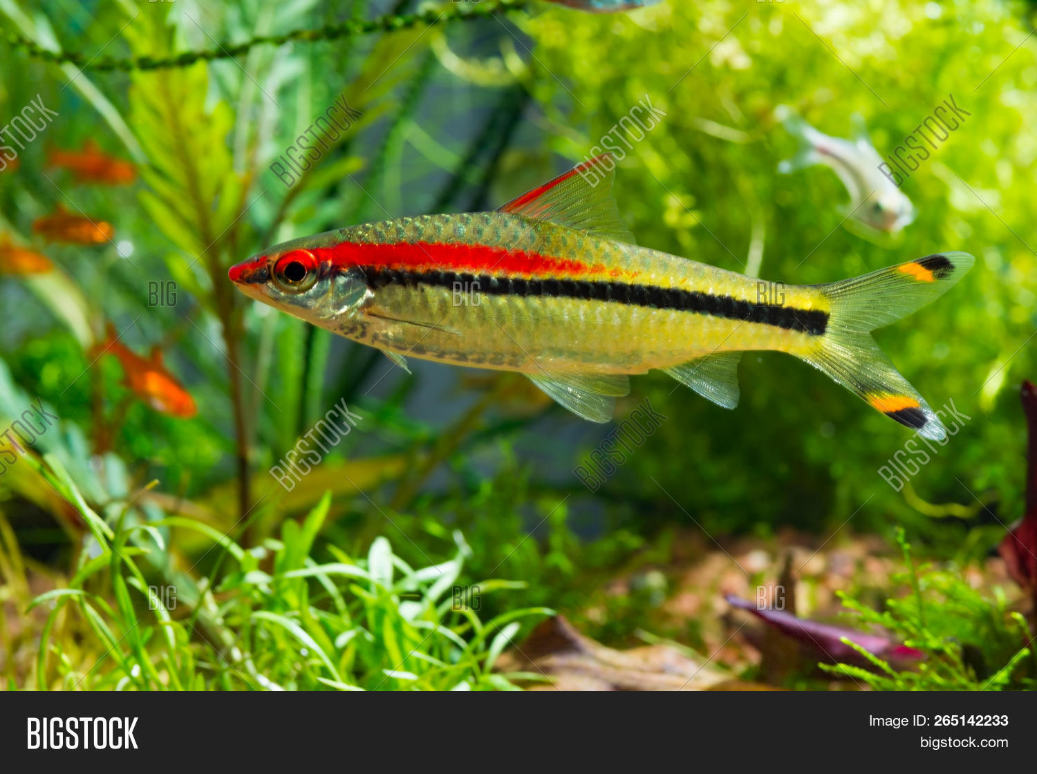 Freshwater Fish Image & Photo (Free Trial) | Bigstock