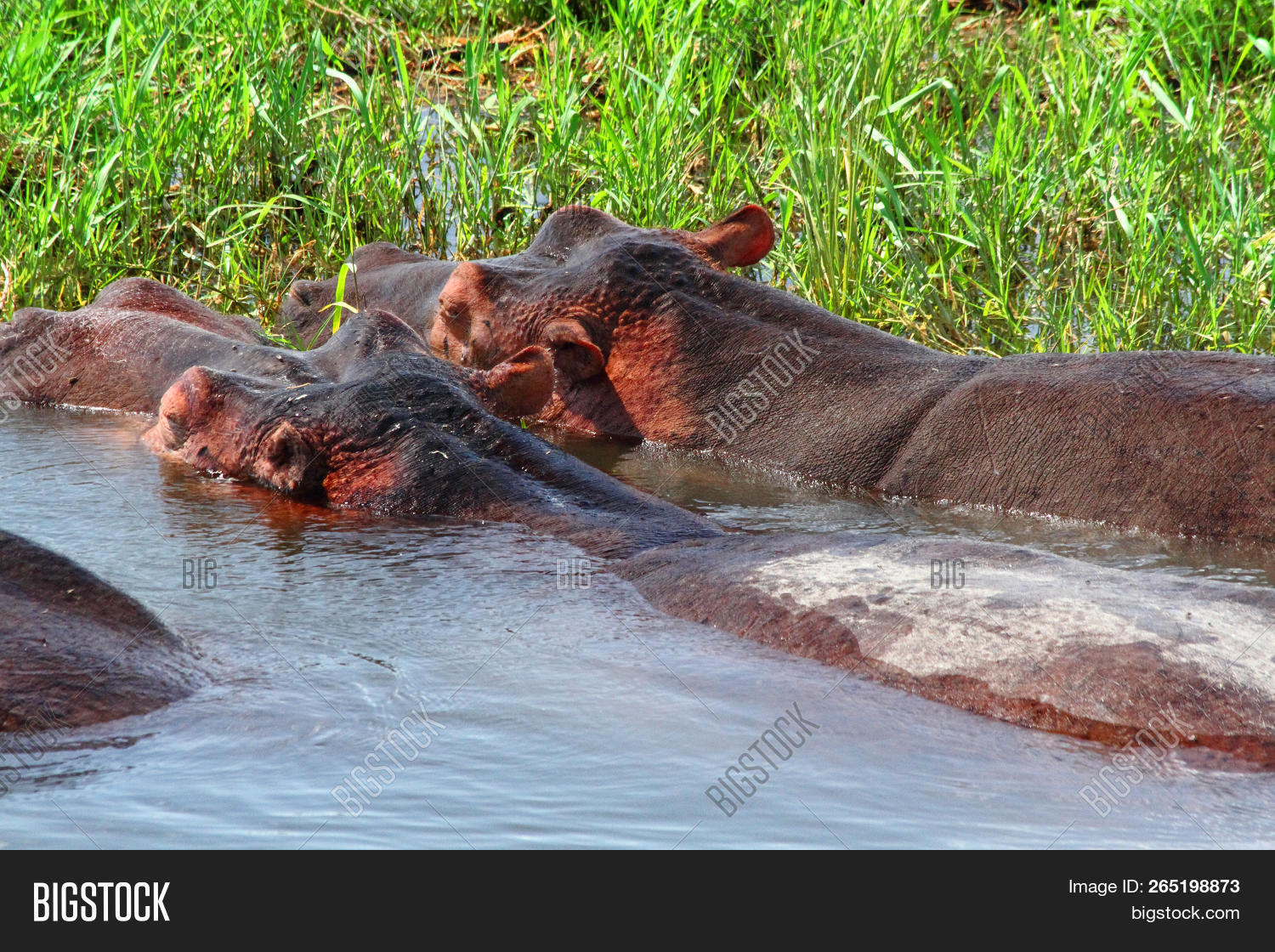 Two Massive Hippos, Image & Photo (Free Trial) | Bigstock
