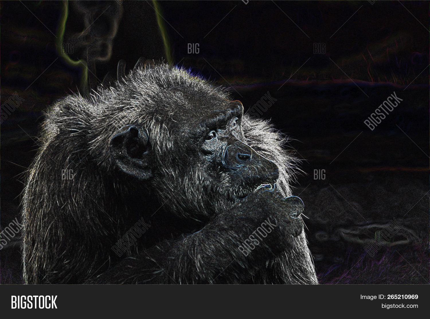 Chimp Sitting Around Image & Photo (Free Trial) | Bigstock