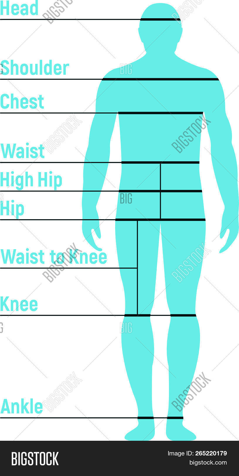 Man Size Chart. Human Vector & Photo (Free Trial) | Bigstock