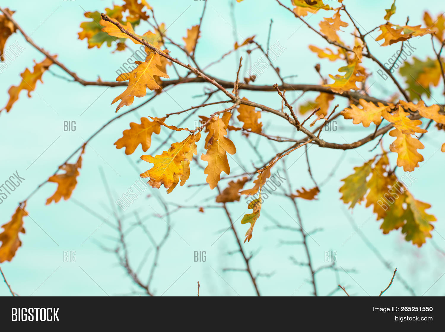 Autumn Brown Nature Image & Photo (Free Trial) | Bigstock