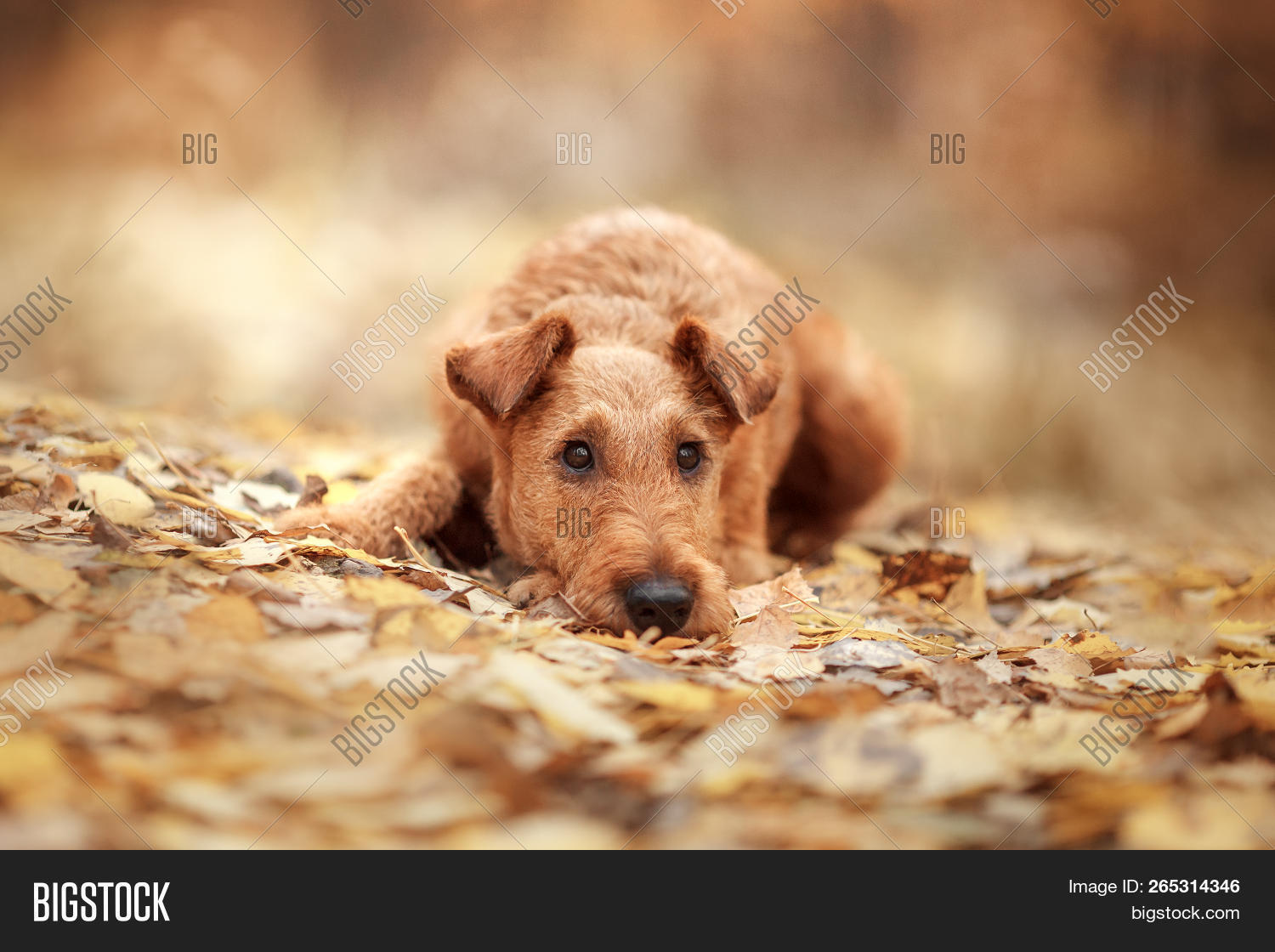 Red Irish Terrier Image & Photo (Free Trial) | Bigstock