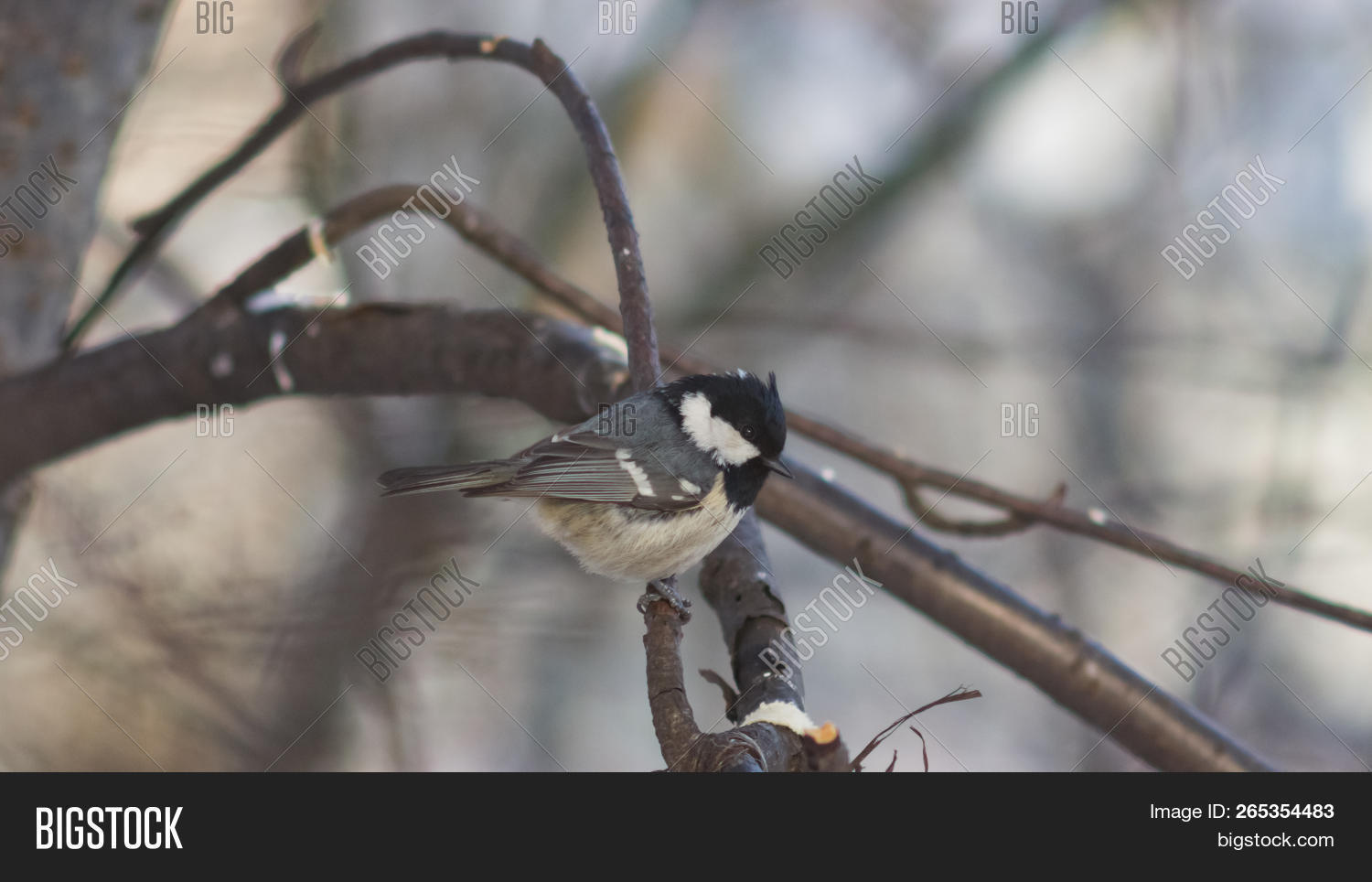Coal Tit, Periparus Image & Photo (Free Trial) | Bigstock