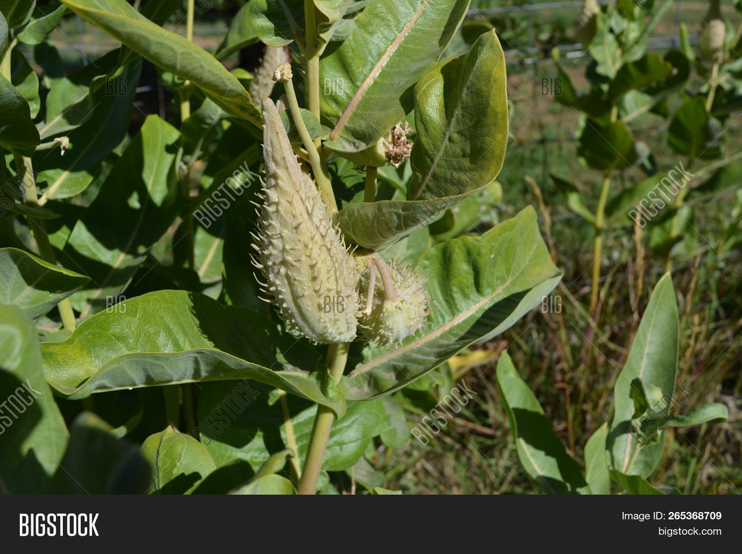 Green Fruit Asclepias Image & Photo (Free Trial) | Bigstock