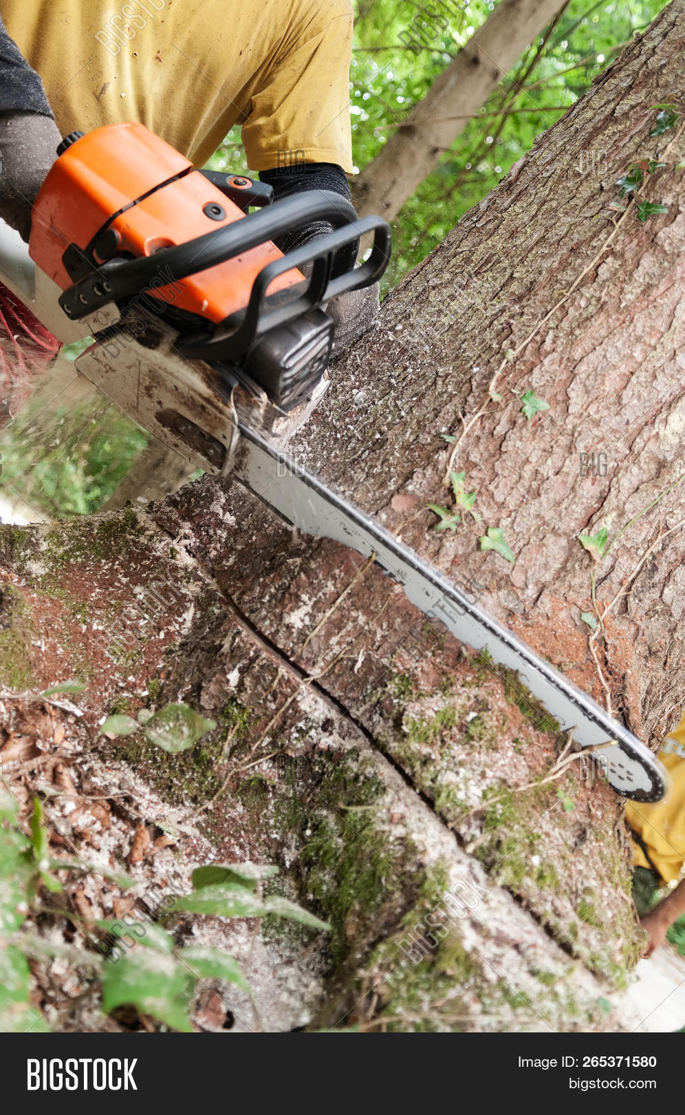 Closeup Chainsaw Being Image & Photo (Free Trial) | Bigstock