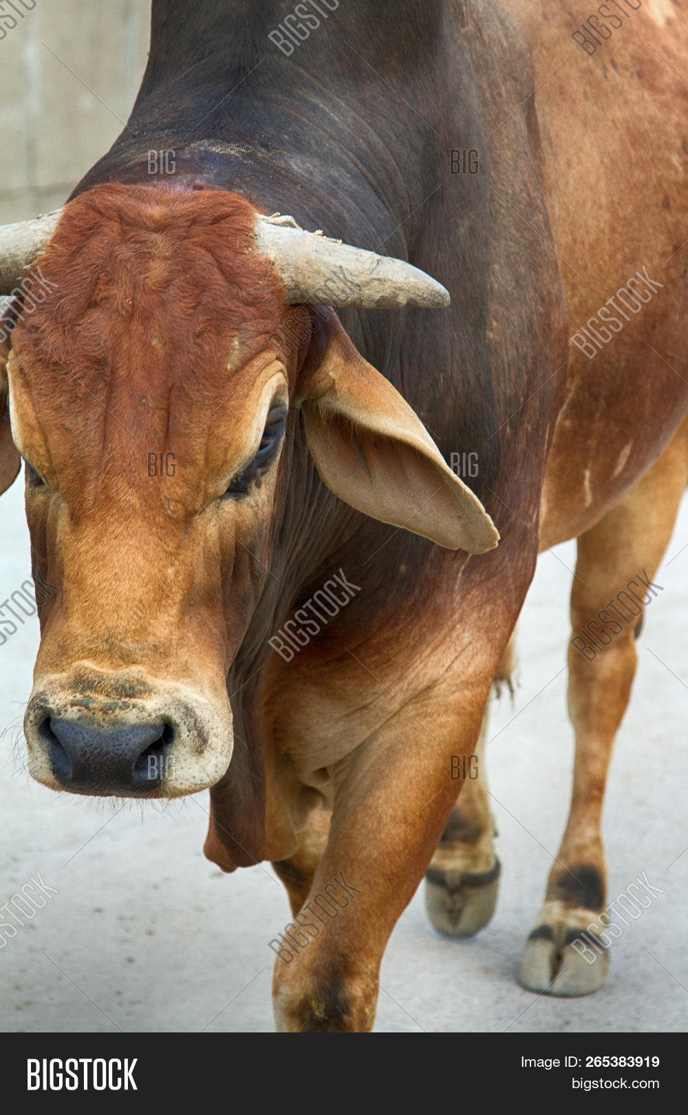 One Breeds Zebu Cattle Image & Photo (Free Trial) | Bigstock
