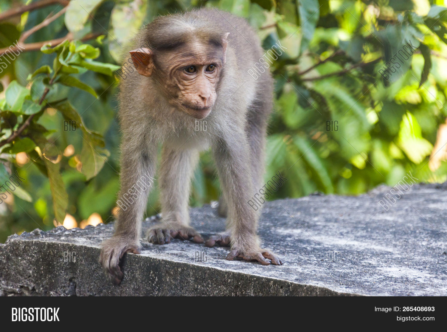 Bonnet Monkey Have Image & Photo (Free Trial) | Bigstock