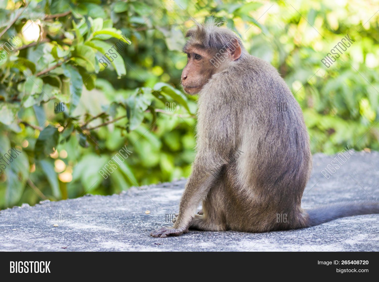 Bonnet Monkey Have Image & Photo (Free Trial) | Bigstock