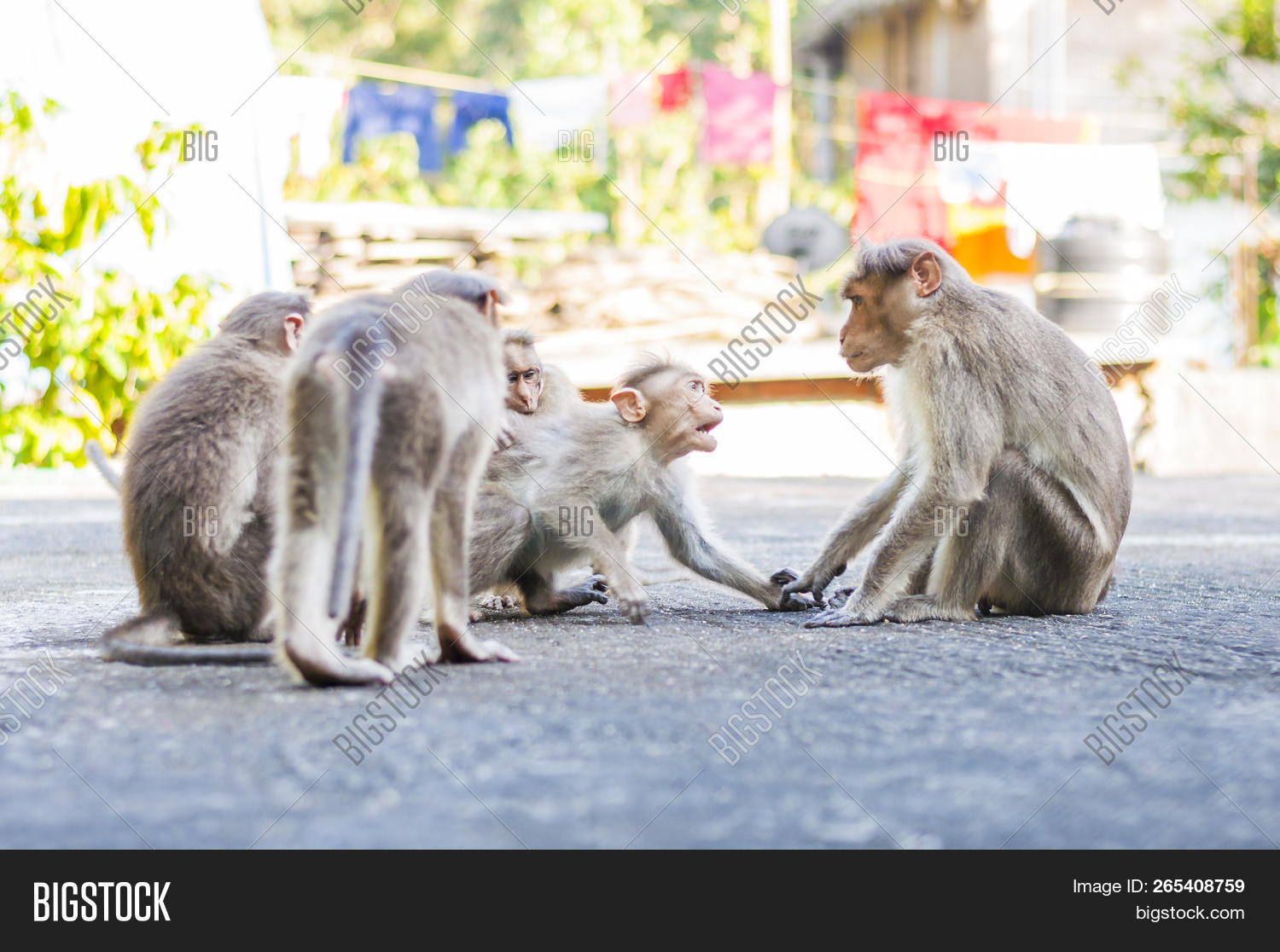 Bonnet Monkey Have Image & Photo (Free Trial) | Bigstock