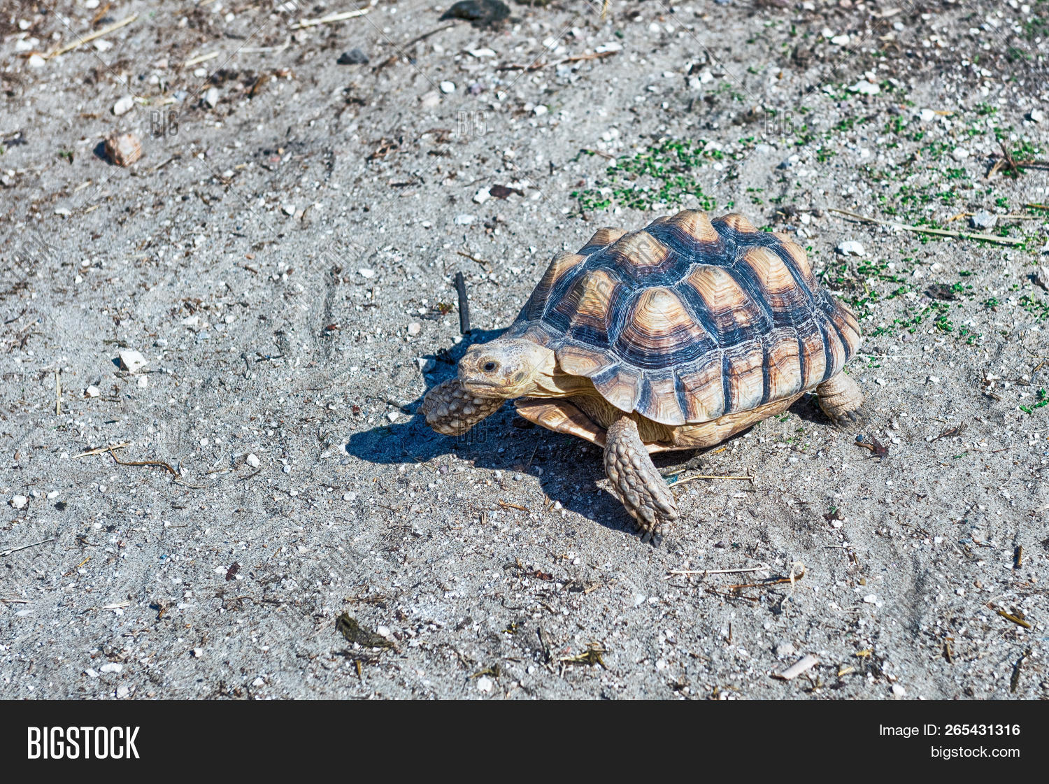African Spurred Image & Photo (Free Trial) | Bigstock