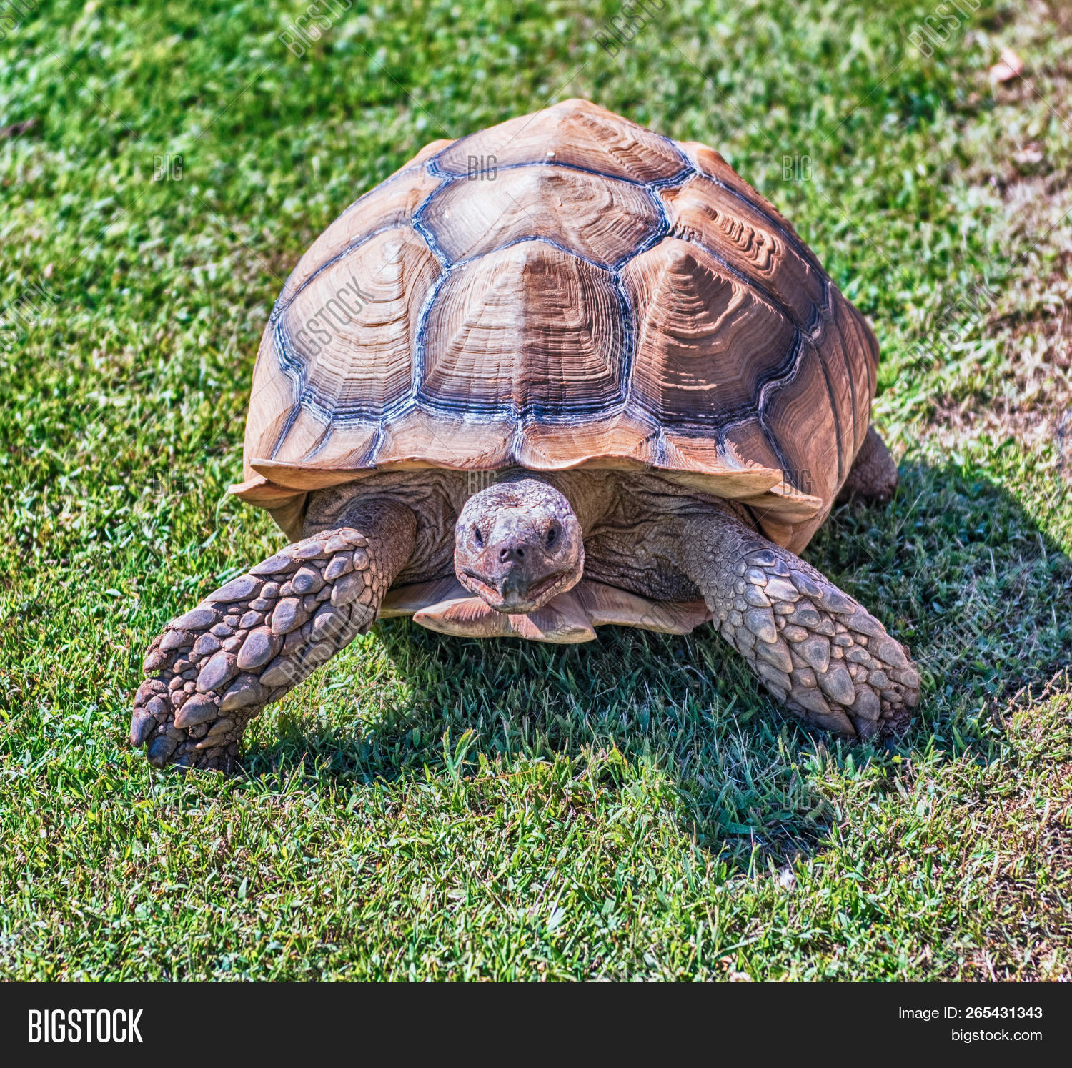 African Spurred Image & Photo (Free Trial) | Bigstock