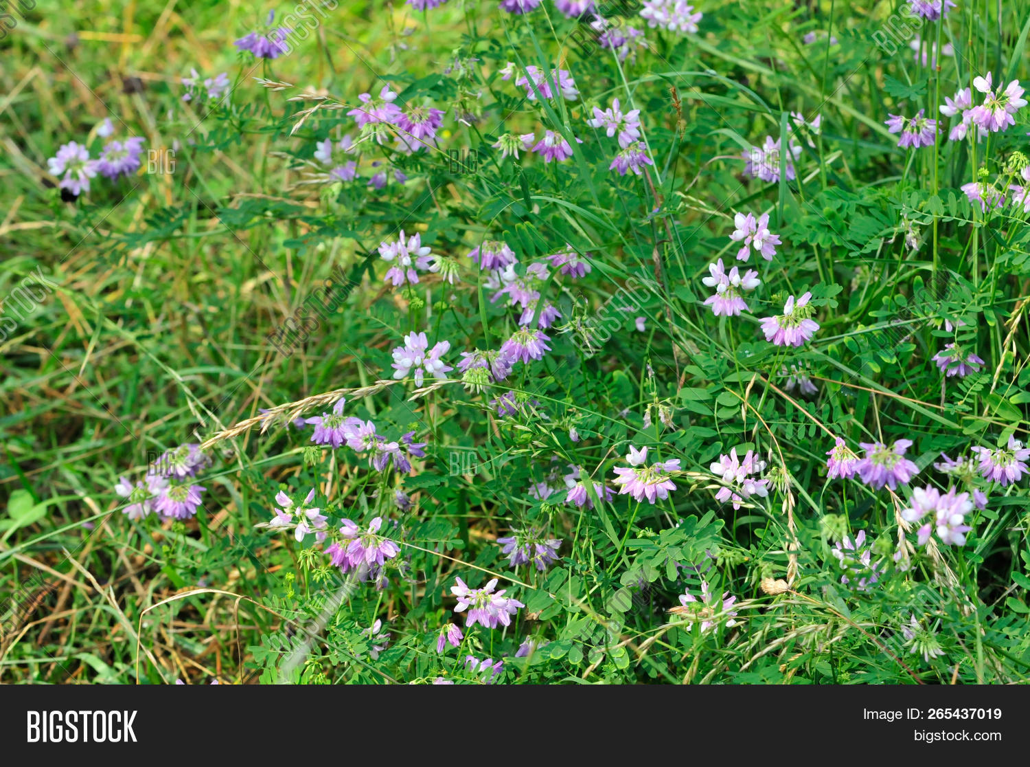Meadow Flowers, Meadow Image & Photo (Free Trial) | Bigstock