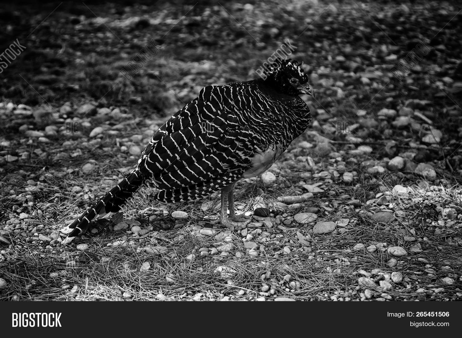 Wild Exotic Partridge Image & Photo (Free Trial) | Bigstock