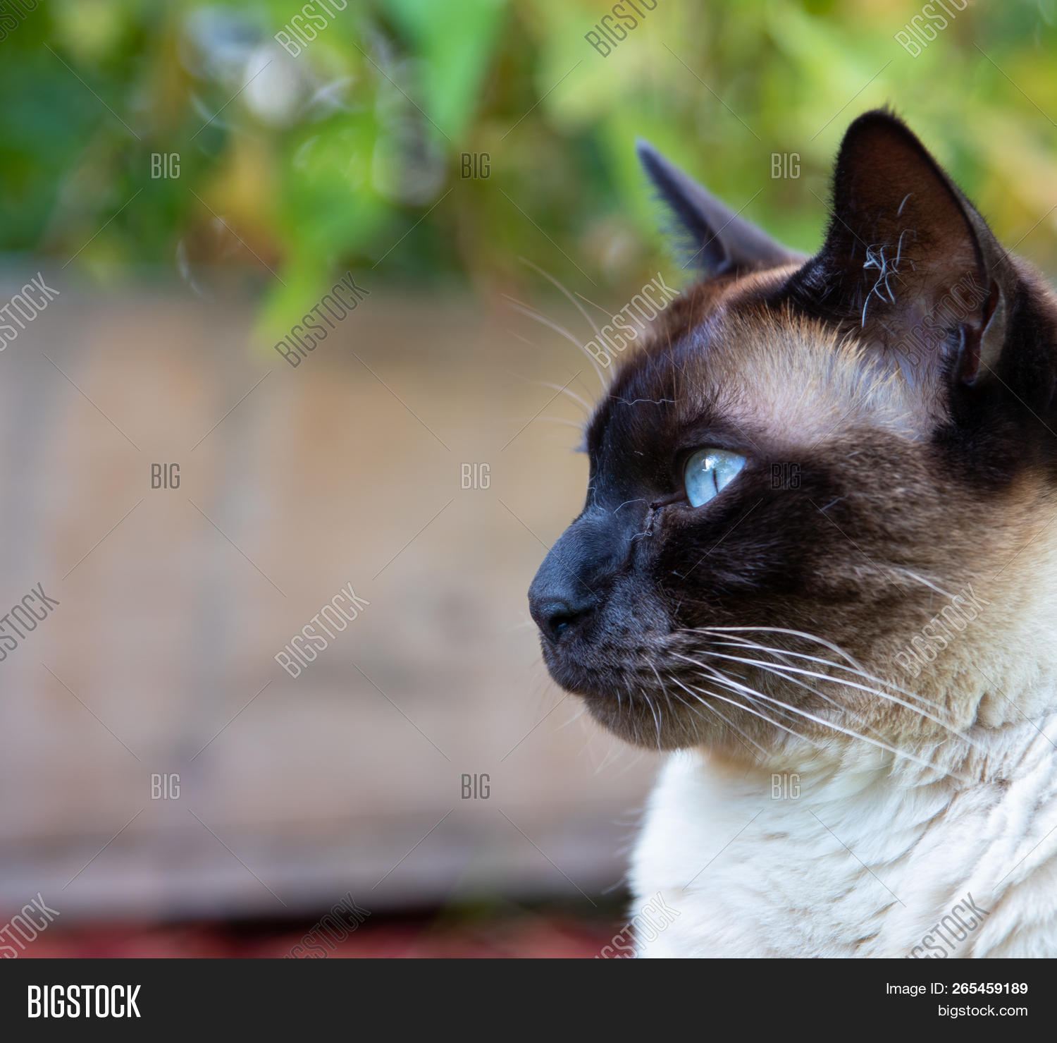 Siam Cat Portrait Blue Image & Photo (Free Trial) | Bigstock