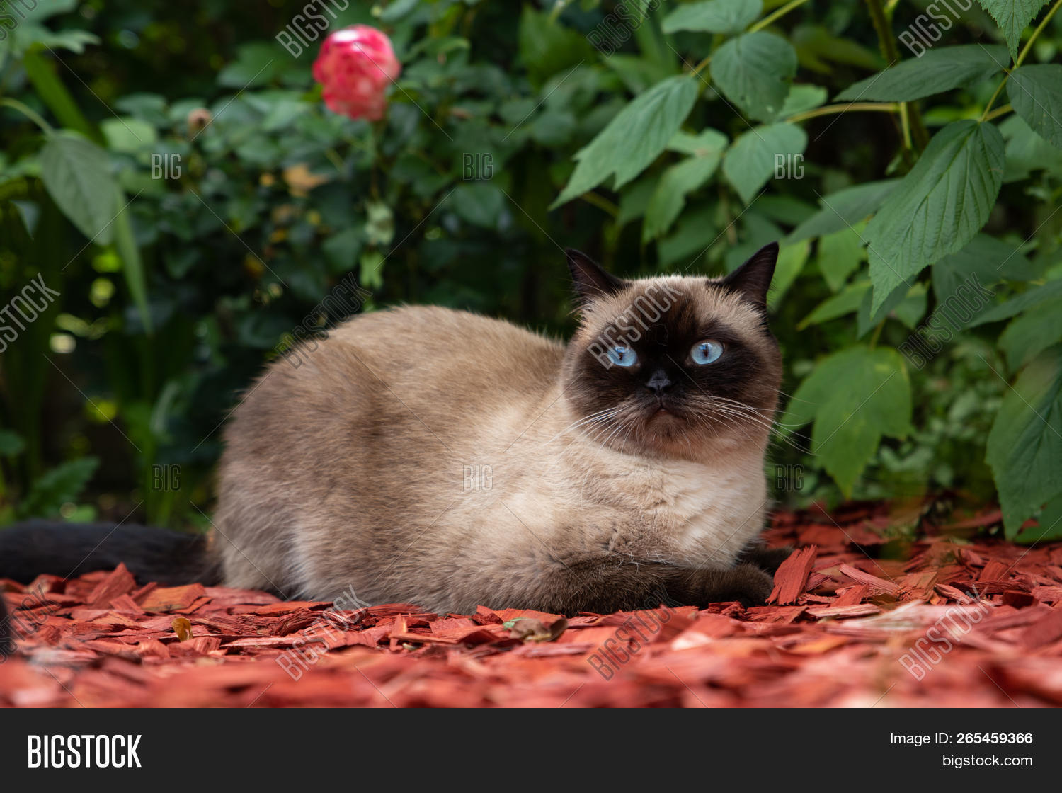 Siam Cat Portrait Blue Image & Photo (Free Trial) | Bigstock