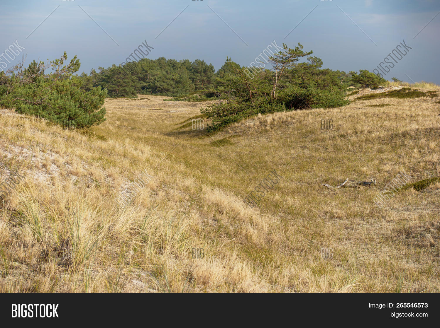 Darsser Ort On Darss Image & Photo (Free Trial) | Bigstock