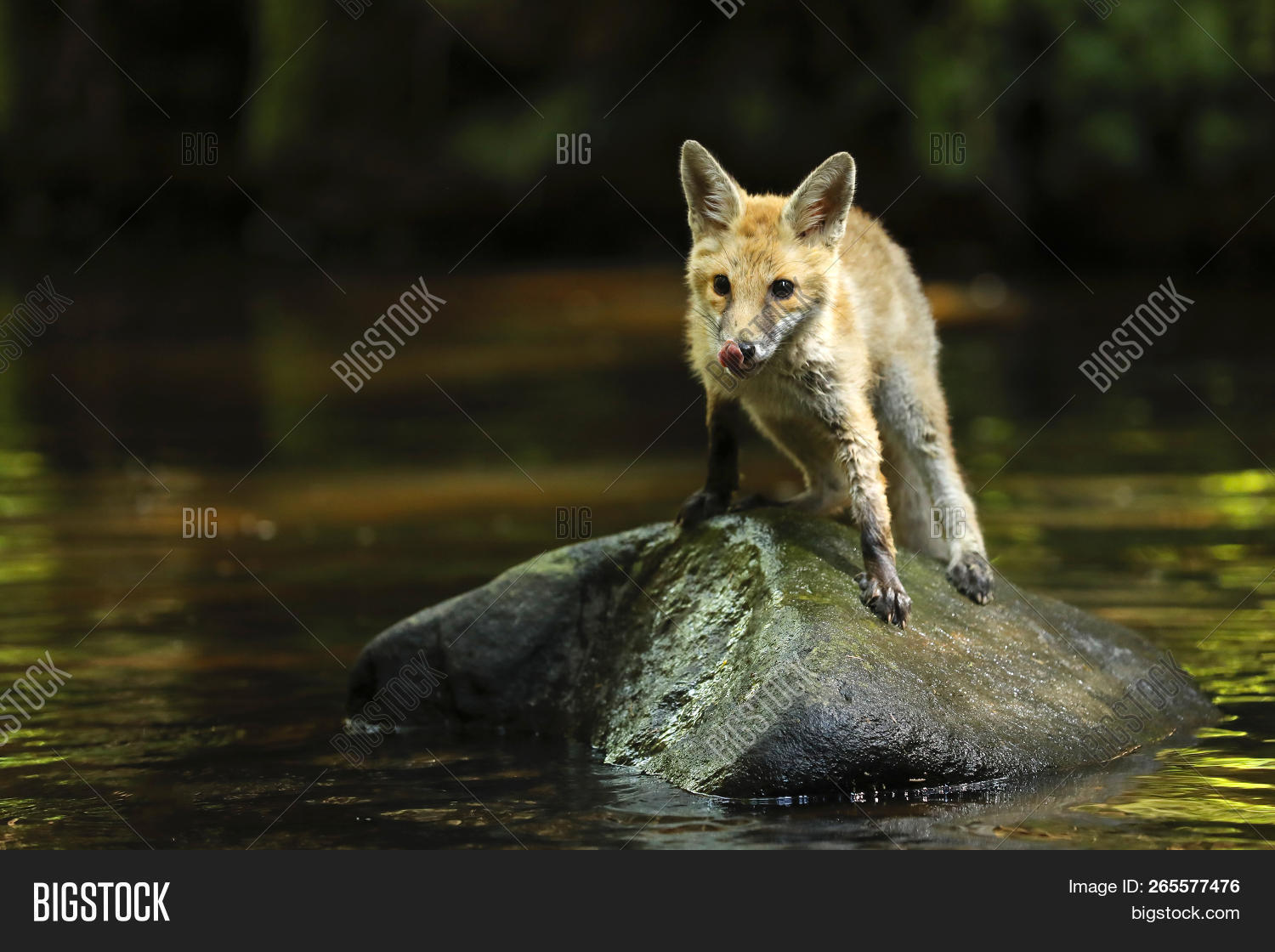 Young Vixen Red Fox Image & Photo (Free Trial) | Bigstock