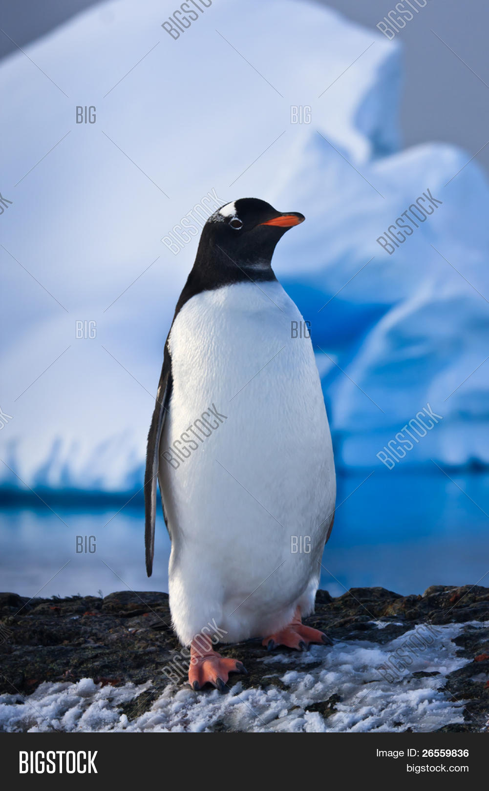 Penguin Have Fun Image & Photo (Free Trial) | Bigstock