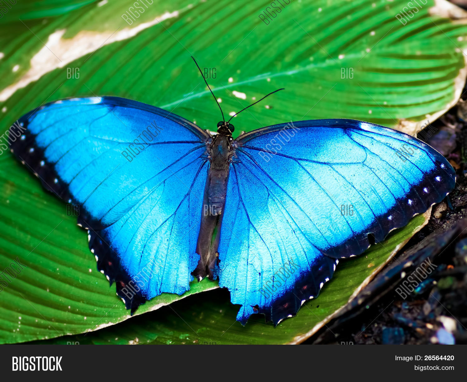 Big Blue Butterfly On Image & Photo (Free Trial) | Bigstock