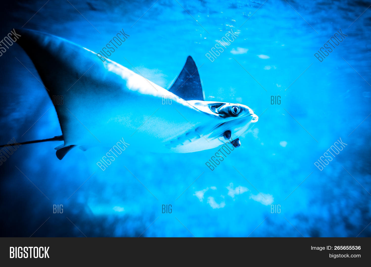 Cramp-fish Blue Water Image & Photo (Free Trial) | Bigstock
