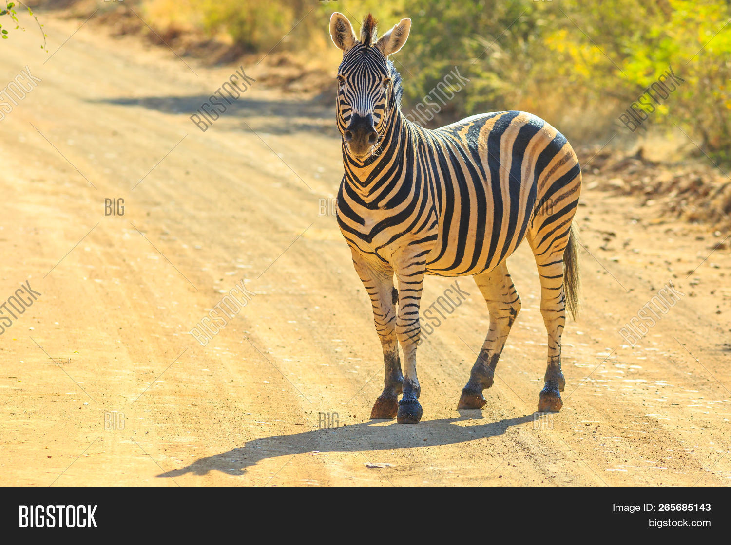 African Zebra Standing Image & Photo (Free Trial) | Bigstock