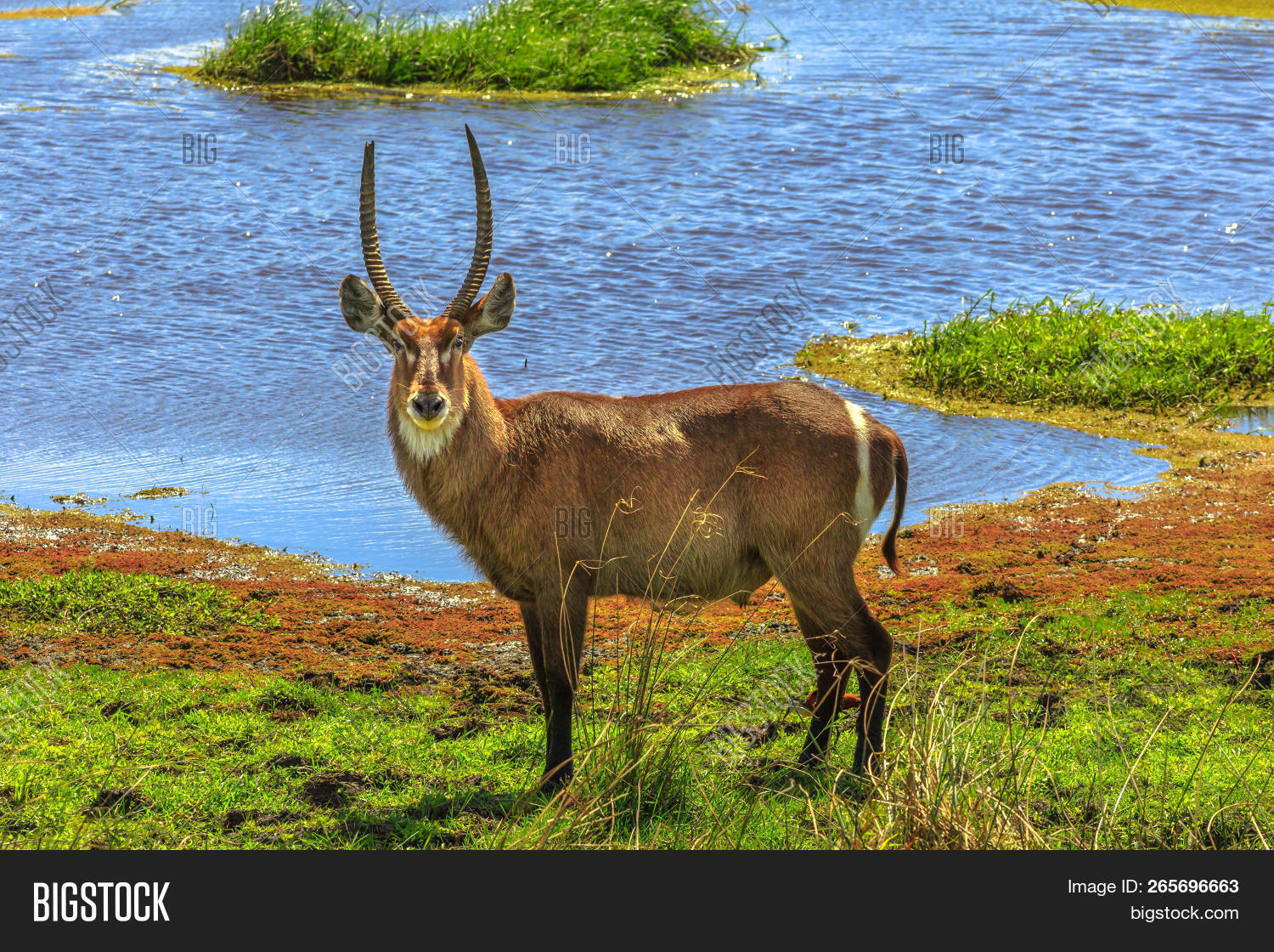 Adult Male Waterbuck, Image & Photo (Free Trial) | Bigstock