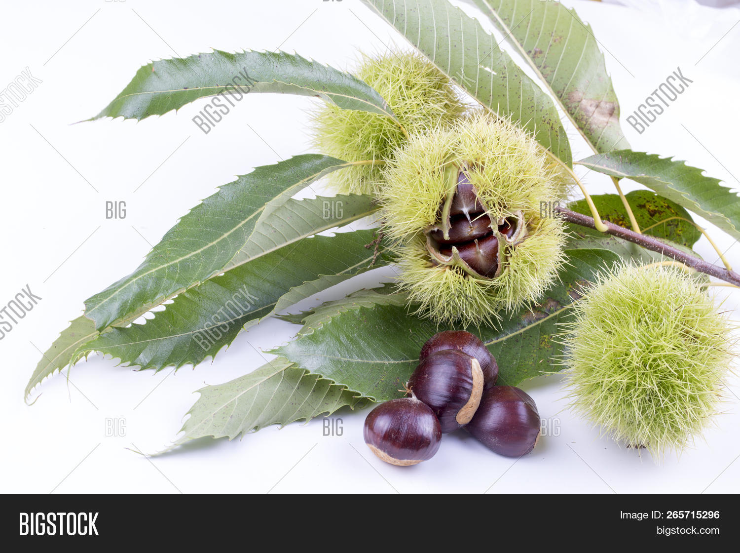 Ripe Chestnuts Close Image & Photo (Free Trial) | Bigstock