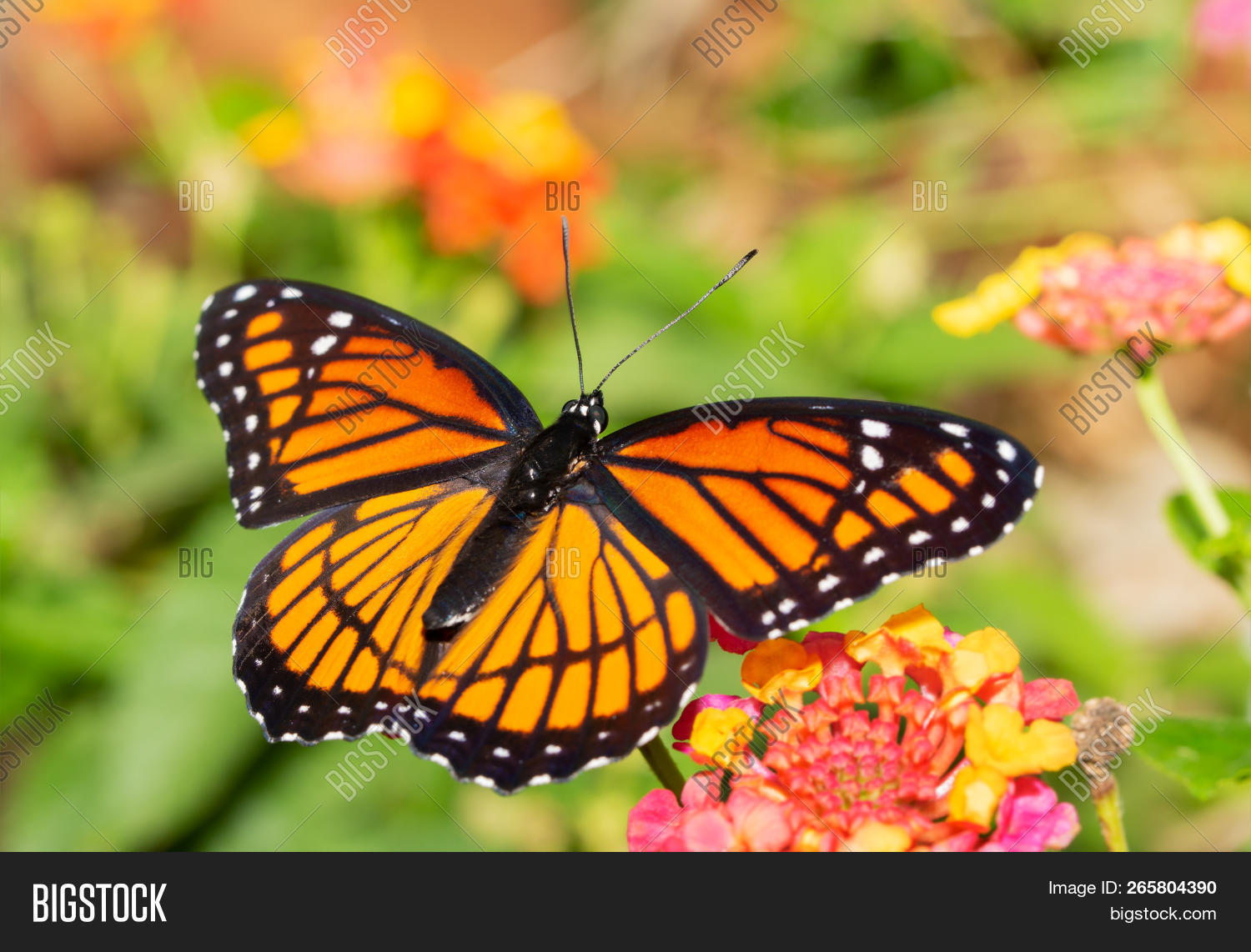 Viceroy Butterfly Image & Photo (Free Trial) | Bigstock