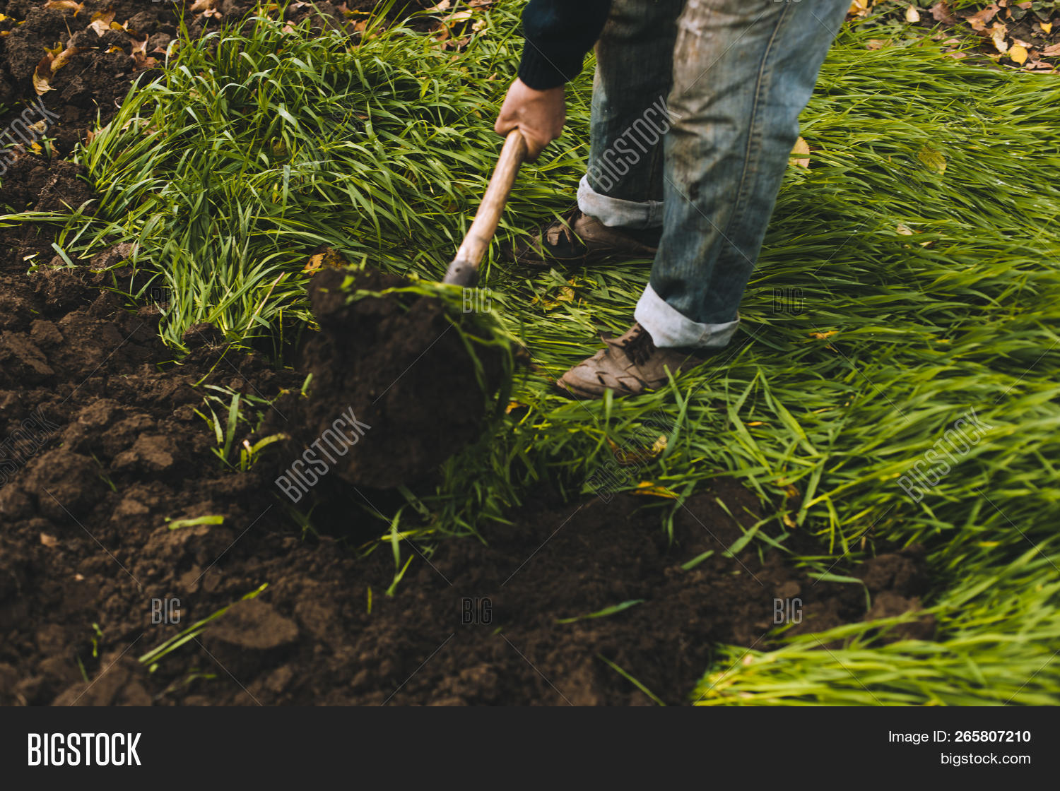 Man Digging Garden. Image & Photo (Free Trial) | Bigstock