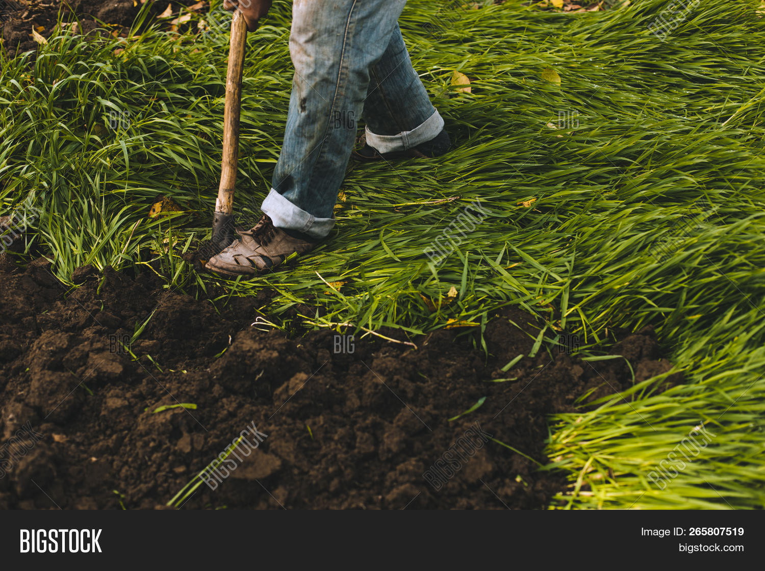 Man Digging Garden. Image & Photo (Free Trial) | Bigstock