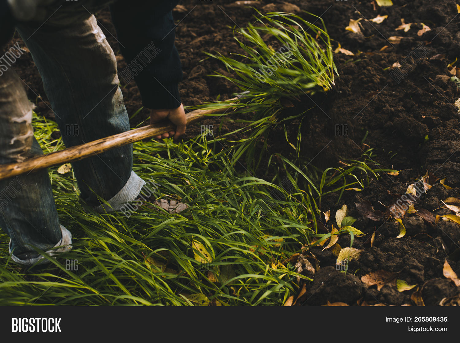 Man Digging Garden. Image & Photo (Free Trial) | Bigstock