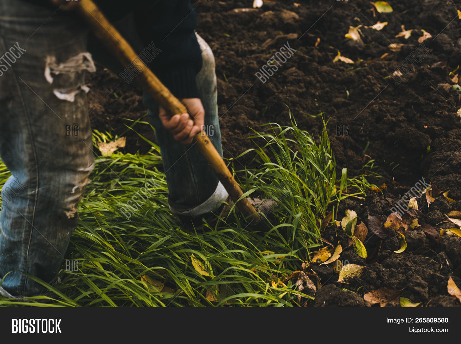 Man Digging Garden. Image & Photo (Free Trial) | Bigstock