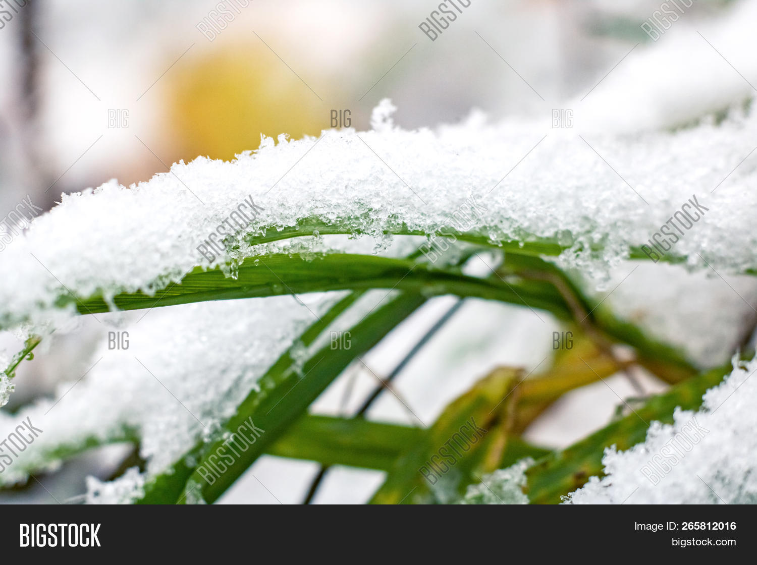 Sleet Snow On Green Image & Photo (Free Trial) | Bigstock