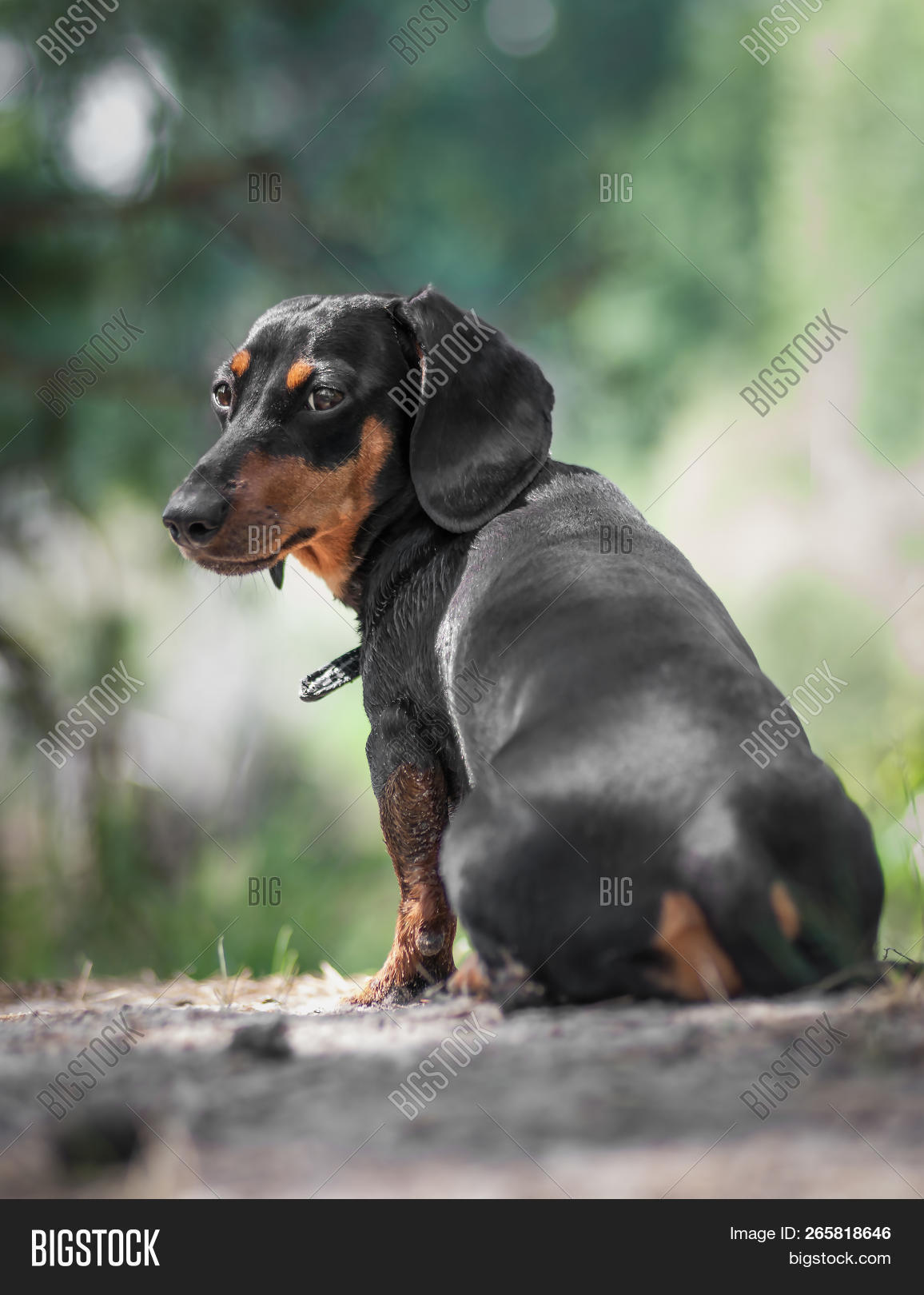 Dog Looking Back