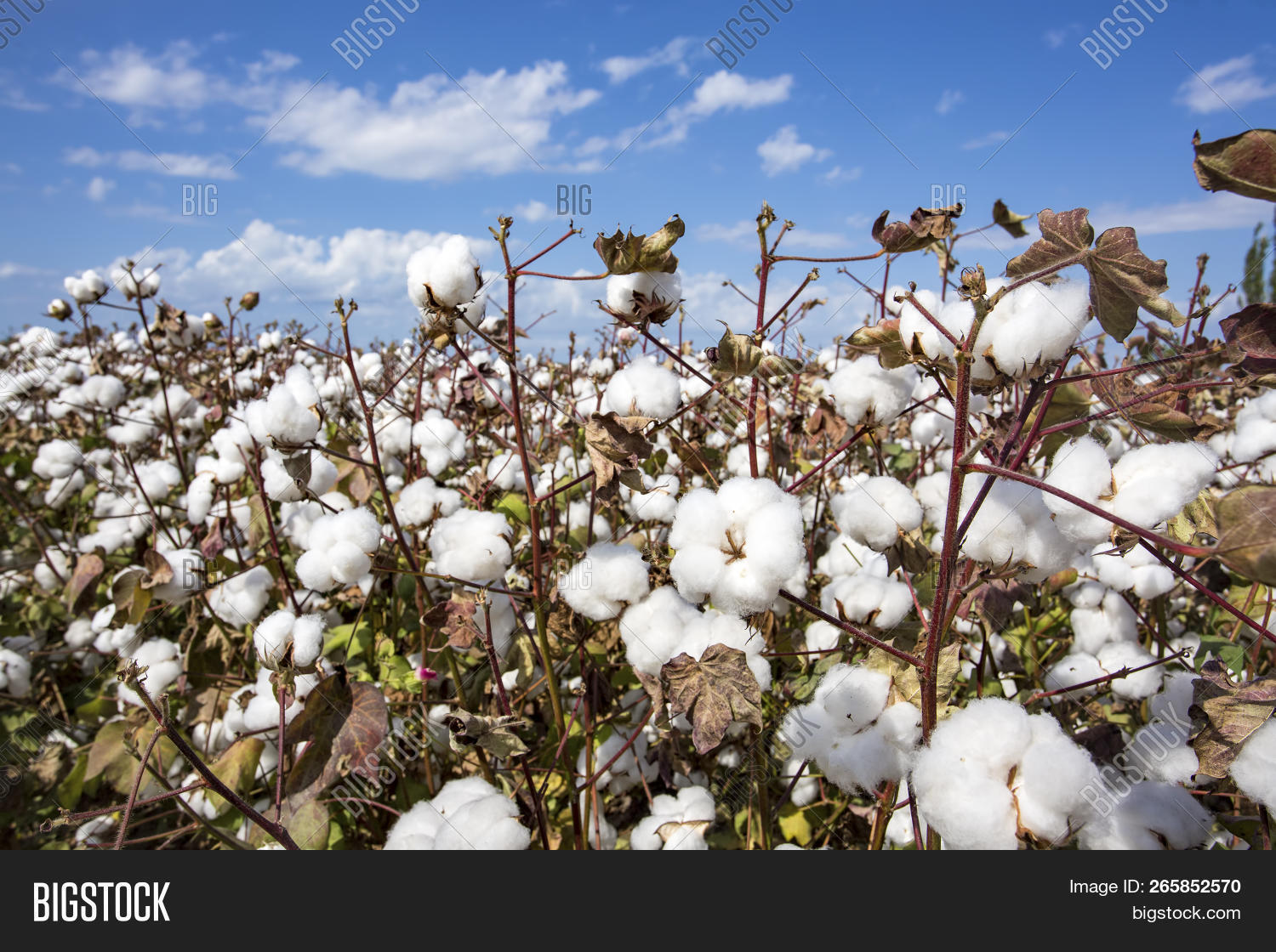 Cotton Field Image & Photo (Free Trial) | Bigstock