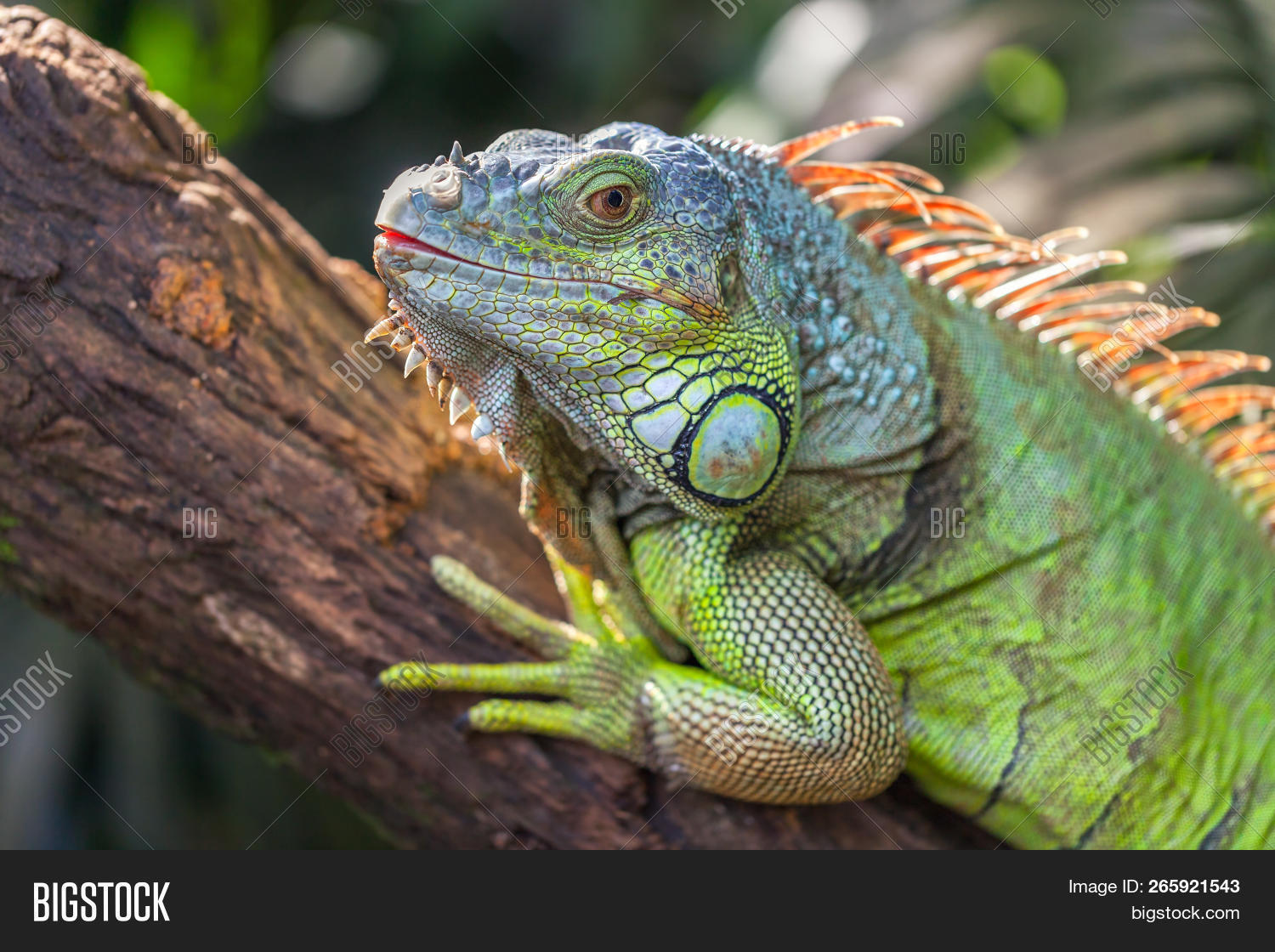 Tropical Rainforest Iguana