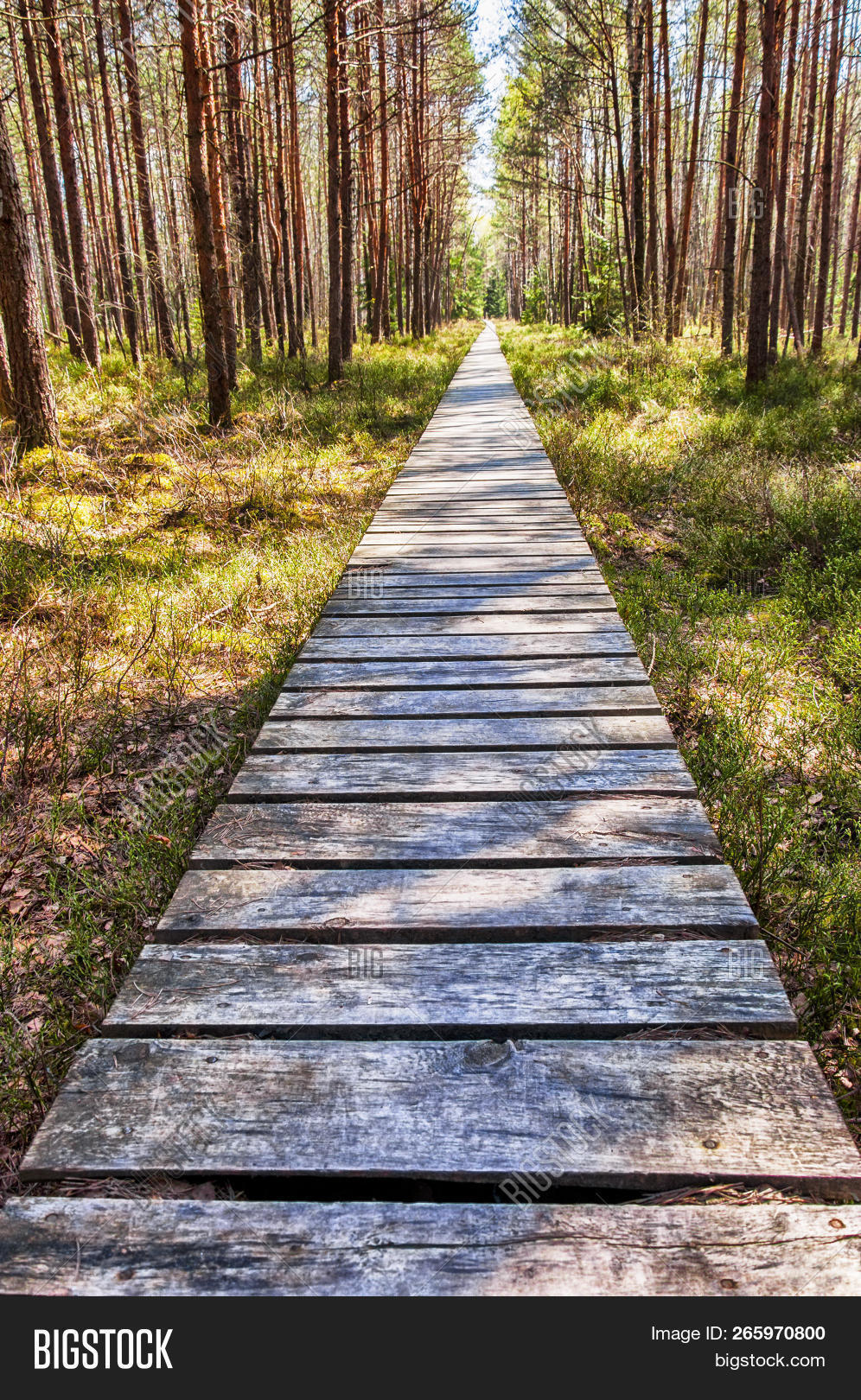 Wooden Plank Walkway Image & Photo (Free Trial) | Bigstock