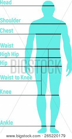 Man Size Chart. Human Vector & Photo (Free Trial) | Bigstock