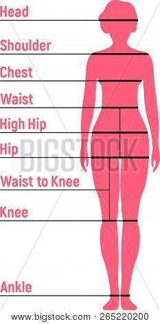 Woman Size Chart. Vector & Photo (Free Trial) | Bigstock