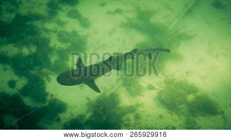 Small Shark Baby Hiu Image & Photo (Free Trial) | Bigstock