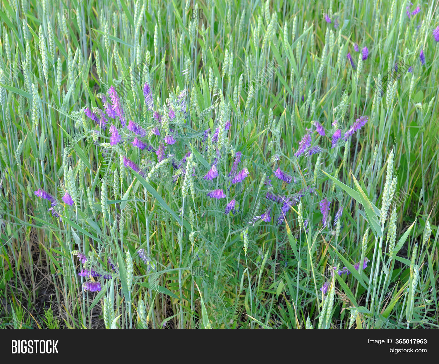 Spring Vetch Grows Image & Photo (Free Trial) | Bigstock
