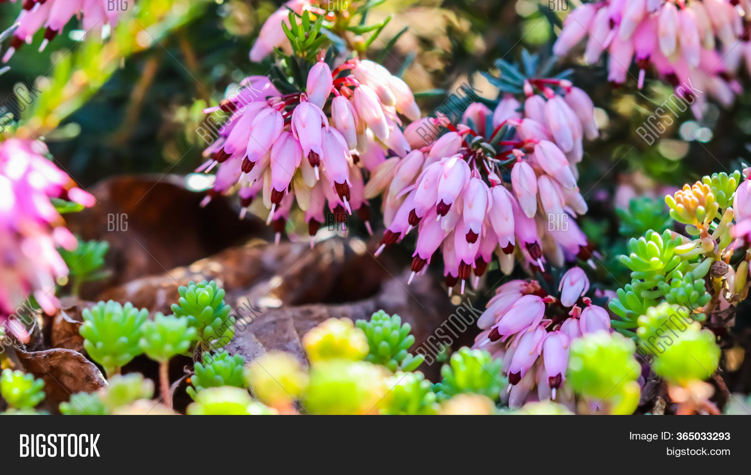 Pink Erica Carnea Image & Photo (Free Trial) | Bigstock