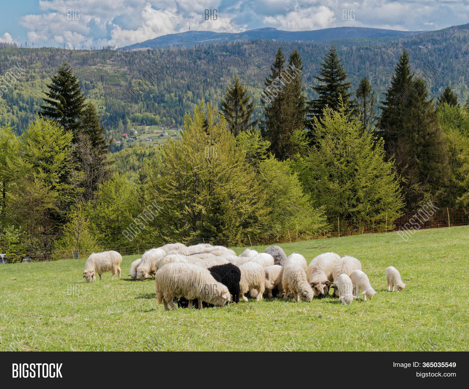 Flock Rams Meadow Image & Photo (Free Trial) | Bigstock