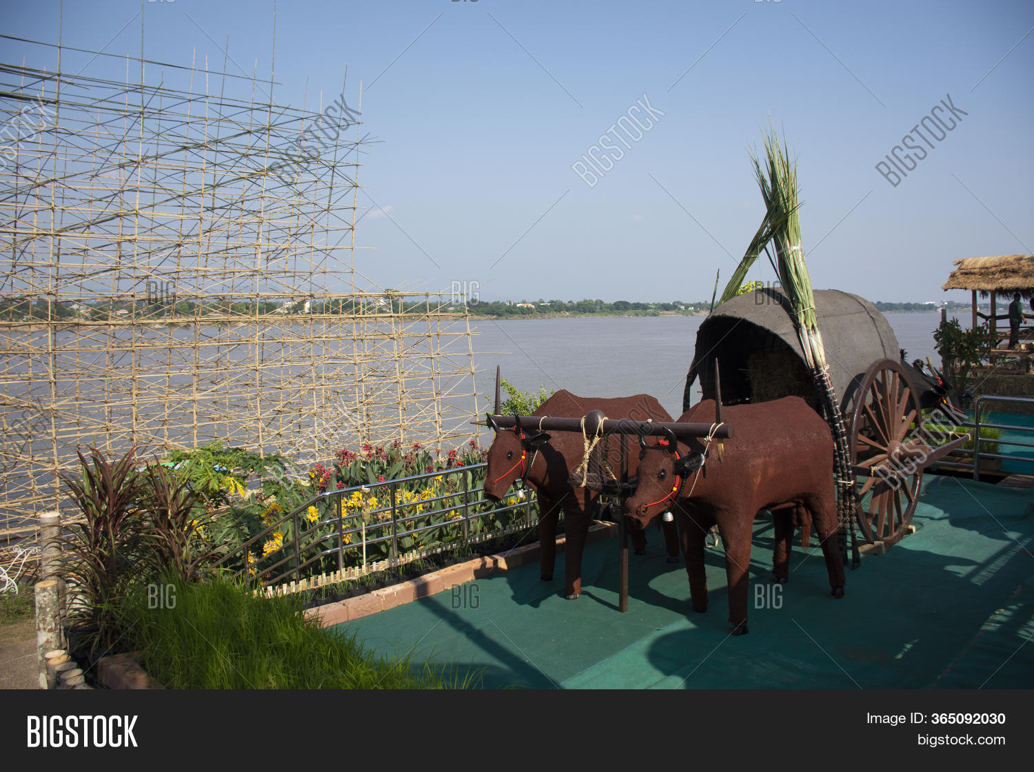 Cow Cart Vehicle Image & Photo (Free Trial) | Bigstock