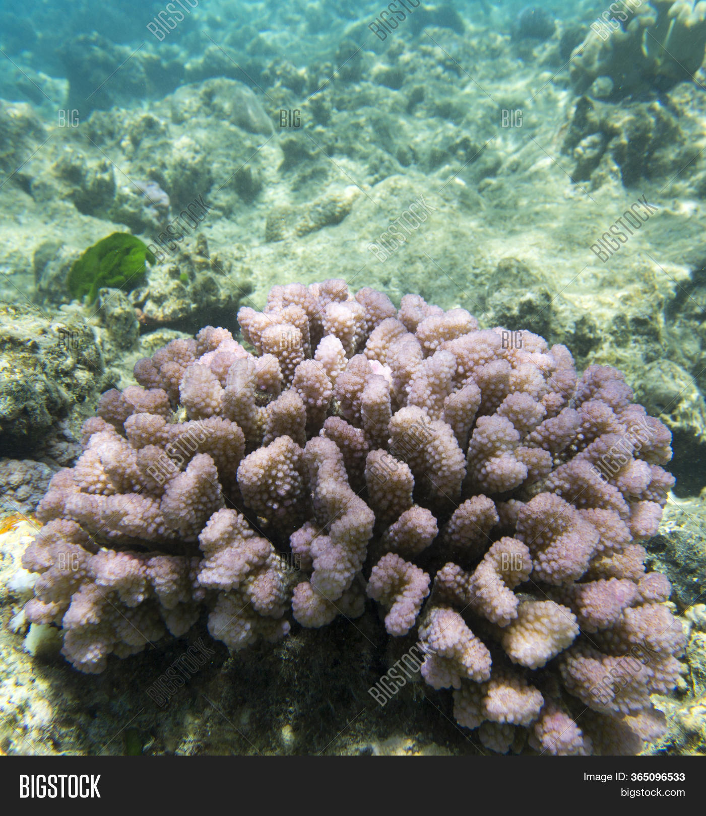 Close View Acropora Image & Photo (Free Trial) | Bigstock